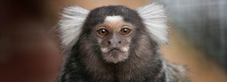 Greenview Park & Zoo Morpeth, Chatham-Kent Ontario